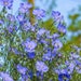 100 BLUE FLAX prairie Flax / Lewis Blue Flax Linum Perenne Lewisii ...
