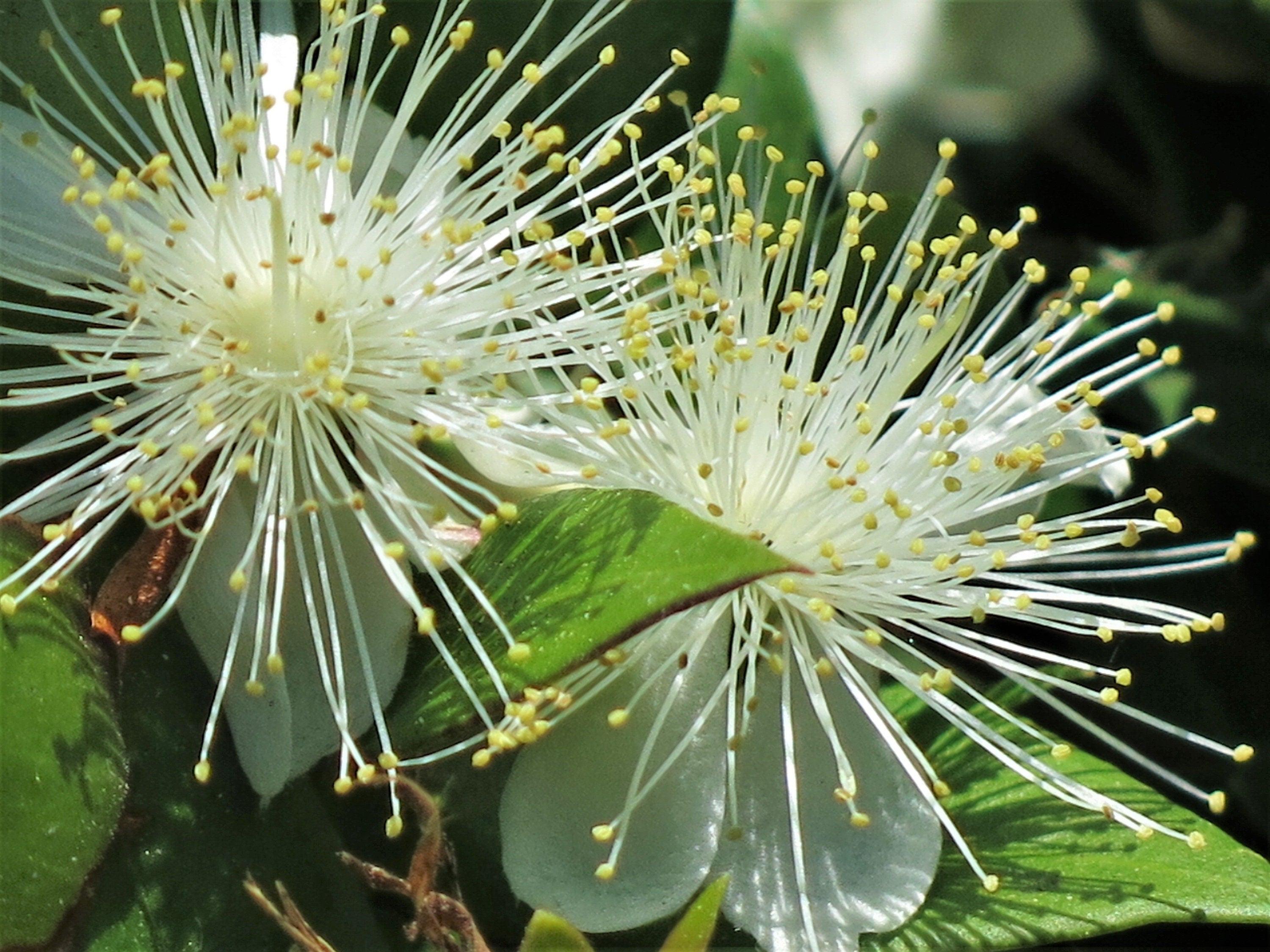 20 TRUE MYRTLE Myrtus Communis Aka Common & Sweet Myrtle Fragrant White ...