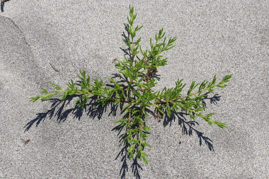 75 SALTWORT Okahijiki Japanese Greens Salsola Komarovii Leaf Vegetable ...