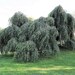 50 SILVER WEEPING BIRCH Tree White European Betula Pendula Alba Seeds ...