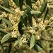 10 CANINO OLIVE TREE Olea Europaea Canino Edible European Common Green ...