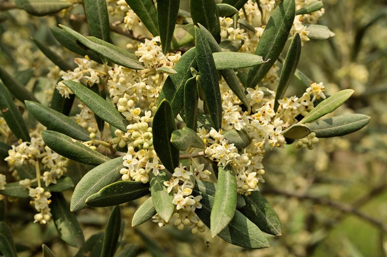 10 CANINO OLIVE TREE Olea Europaea Canino Edible European Common Green ...