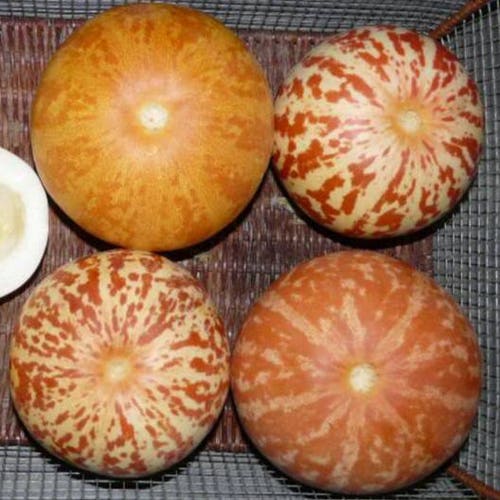 15 TIGGER / TIGER MELON Edible Muskmelon & Ornamental Vine | Etsy