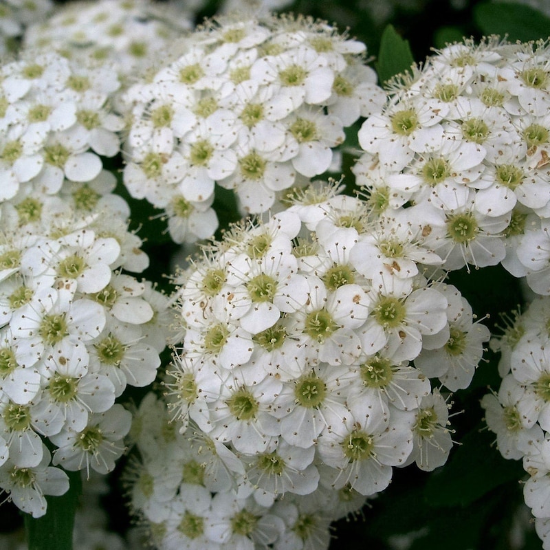 Spirea Plant - Etsy