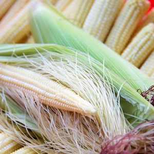 75 Japanese WHITE HULLESS POPCORN or Baby Corn Zea Mays Heirloom ...