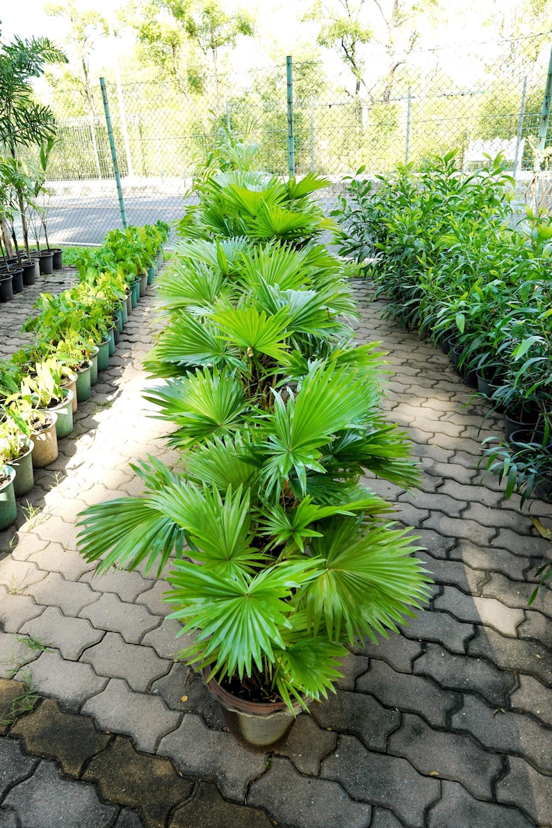 5 GREEN SAW PALMETTO Serenoa Repens American Dwarf Palm Tree Shrub ...