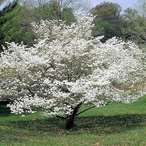 25 Scarlet CAROLINA RED MAPLE Tree Acer Rubrum Seeds | Etsy
