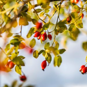 25 SWEET BRIAR ROSE Multiple Shades of Pink Eglantine Rose Rosa ...