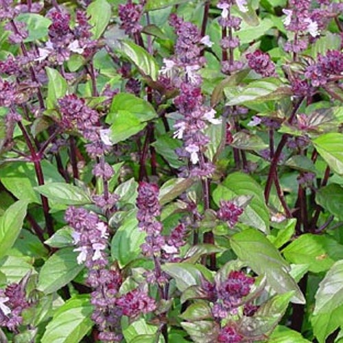500 ANISE PERSIAN BASIL Ocimum Basilicum Herb Flower Seeds - Etsy
