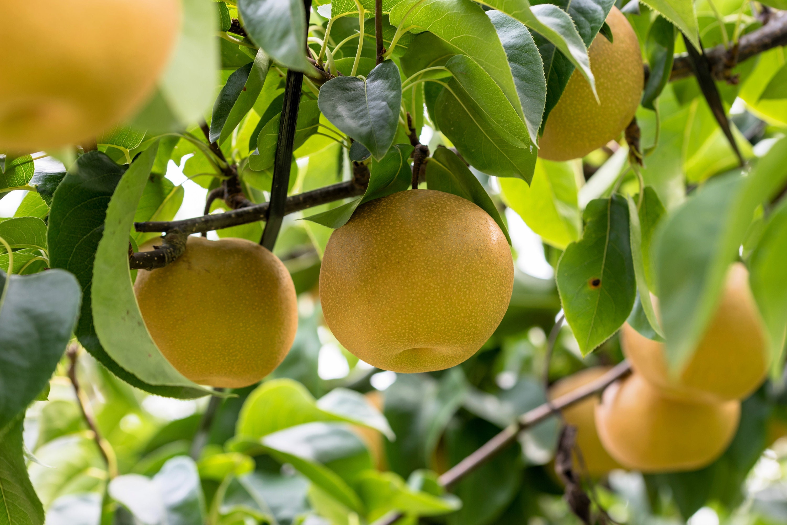 20 ASIAN PEAR TREE Pyrus Pyrifolia Oriental Japanese Fruit Seeds - Etsy