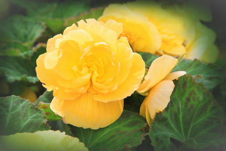 10 YELLOW DOUBLE BEGONIA Tuberosa Tuberous Begonia Shade Flower Seeds ...