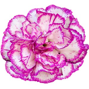 50 PICOTEE MIX CARNATION Dianthus Caryophyllus Double Bicolor Striped ...