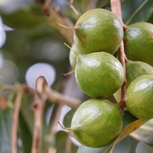 5 MACADAMIA NUT Tree Macadamia Integrifolia Brown Shell Beige Nut Fruit ...