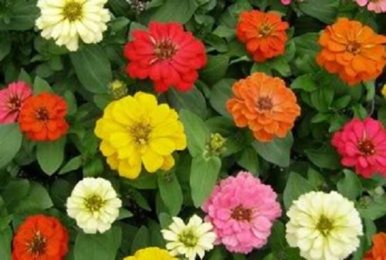 250 ZIN MASTER ZINNIA Mix Elegans Mixed Colors Flower Seeds - Etsy