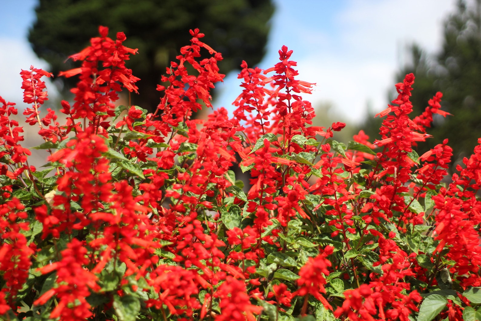 50 RED SALVIA Splendens St. John's Fire Scarlet Sage Flower Seeds - Etsy