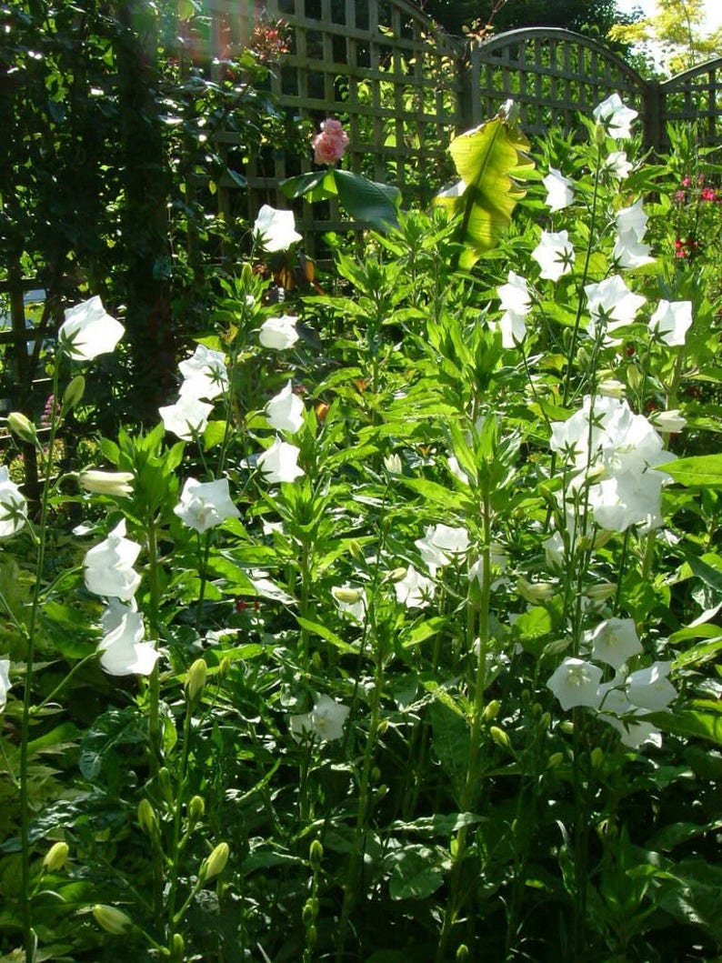 500 White PEACH LEAVED BELLFLOWER Campanula Persicifolia - Etsy