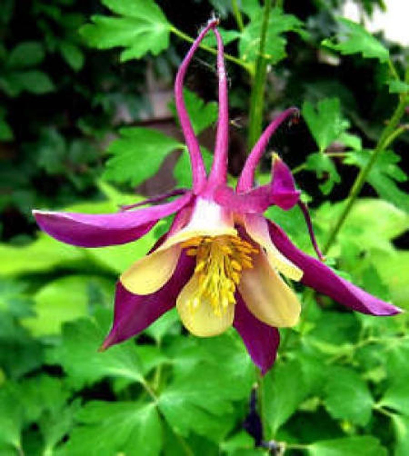 50 Mixed Colors MCKANAS GIANT COLUMBINE Aquilegia Vulgaris | Etsy