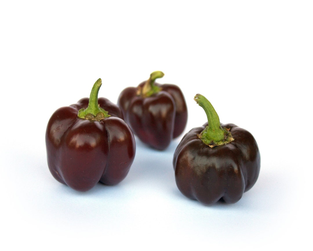 20 Organic Chocolate MINI BELL PEPPER Brown Sweet Mild Miniature ...