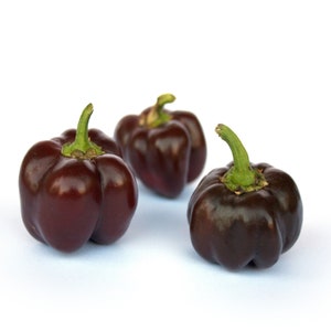 20 Organic Chocolate MINI BELL PEPPER Brown Sweet Mild Miniature ...