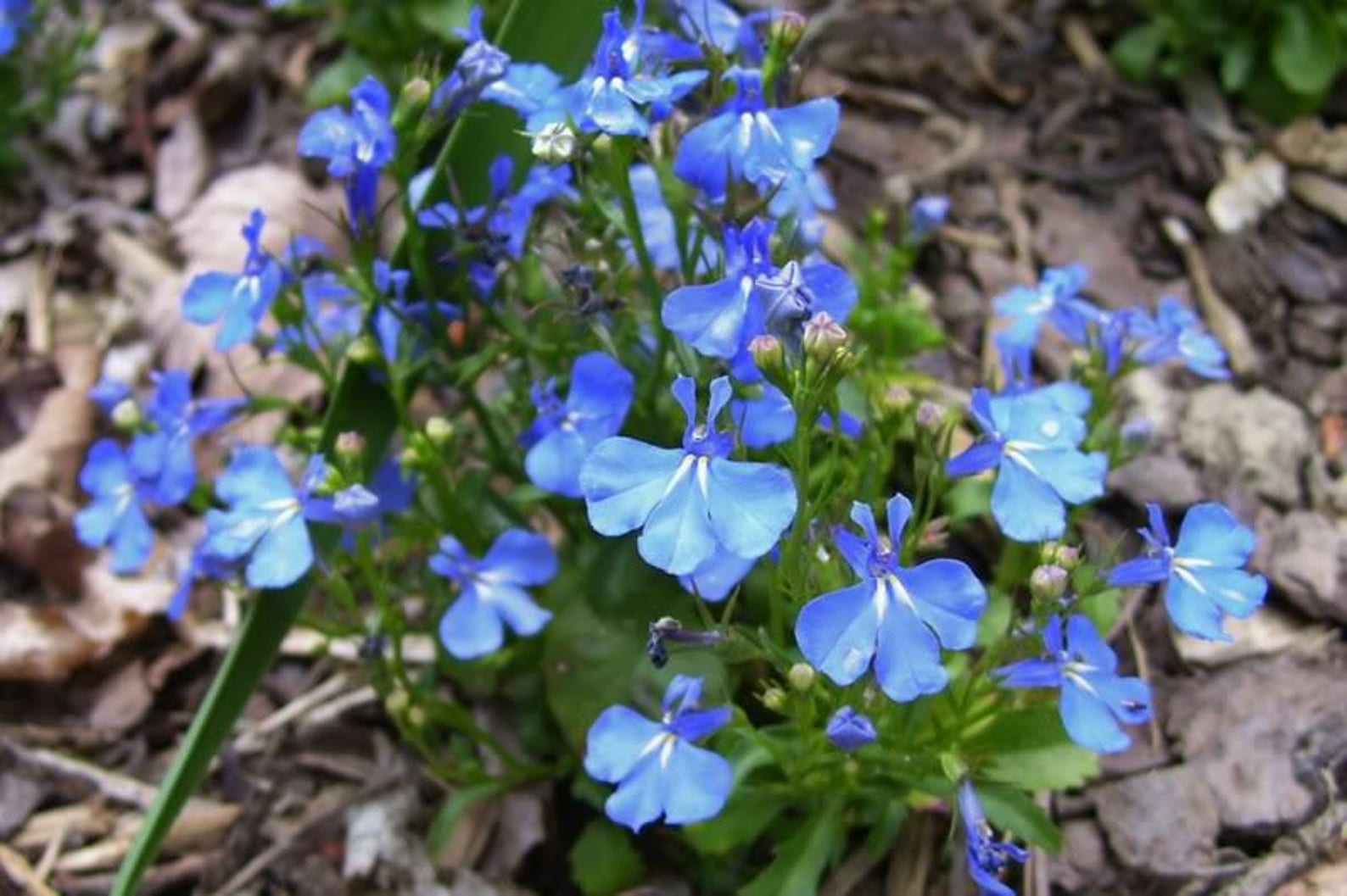 200 SKY BLUE LOBELIA Regatta Lobelia Erinus Flower Seeds - Etsy