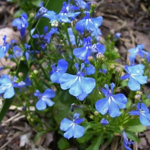 200 SKY BLUE LOBELIA Regatta Lobelia Erinus Flower Seeds - Etsy