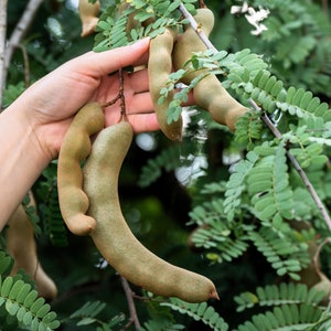 5 TAMARIND FRUIT TREE Tamarindus Indica Bean Pod Legume Seeds - Etsy