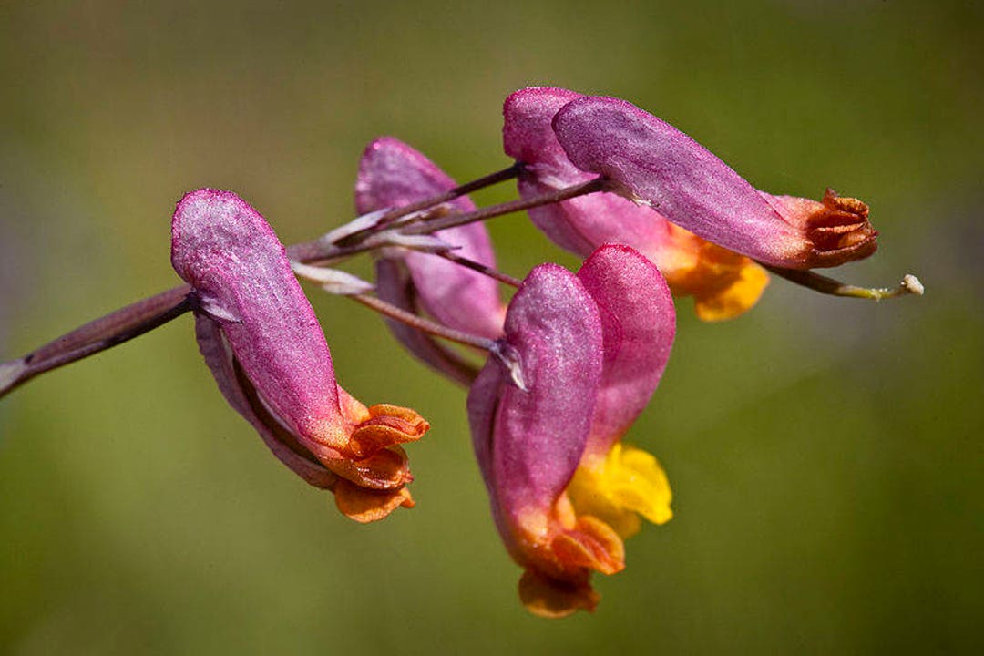 50 ROCK HARLEQUIN Pink & Yellow Corydalis Sempervirens Flower Seeds - Etsy