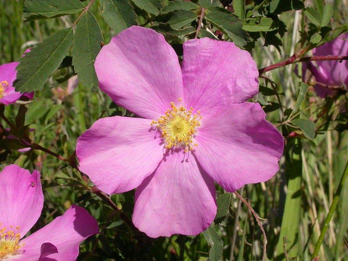 15 Pink WOOD'S ROSE Bush Mountain Rose Rosa Woodsii Fragrant Flower ...