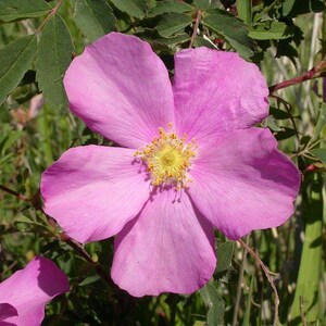 15 Pink WOOD'S ROSE Bush Mountain Rose Rosa Woodsii Fragrant Flower ...