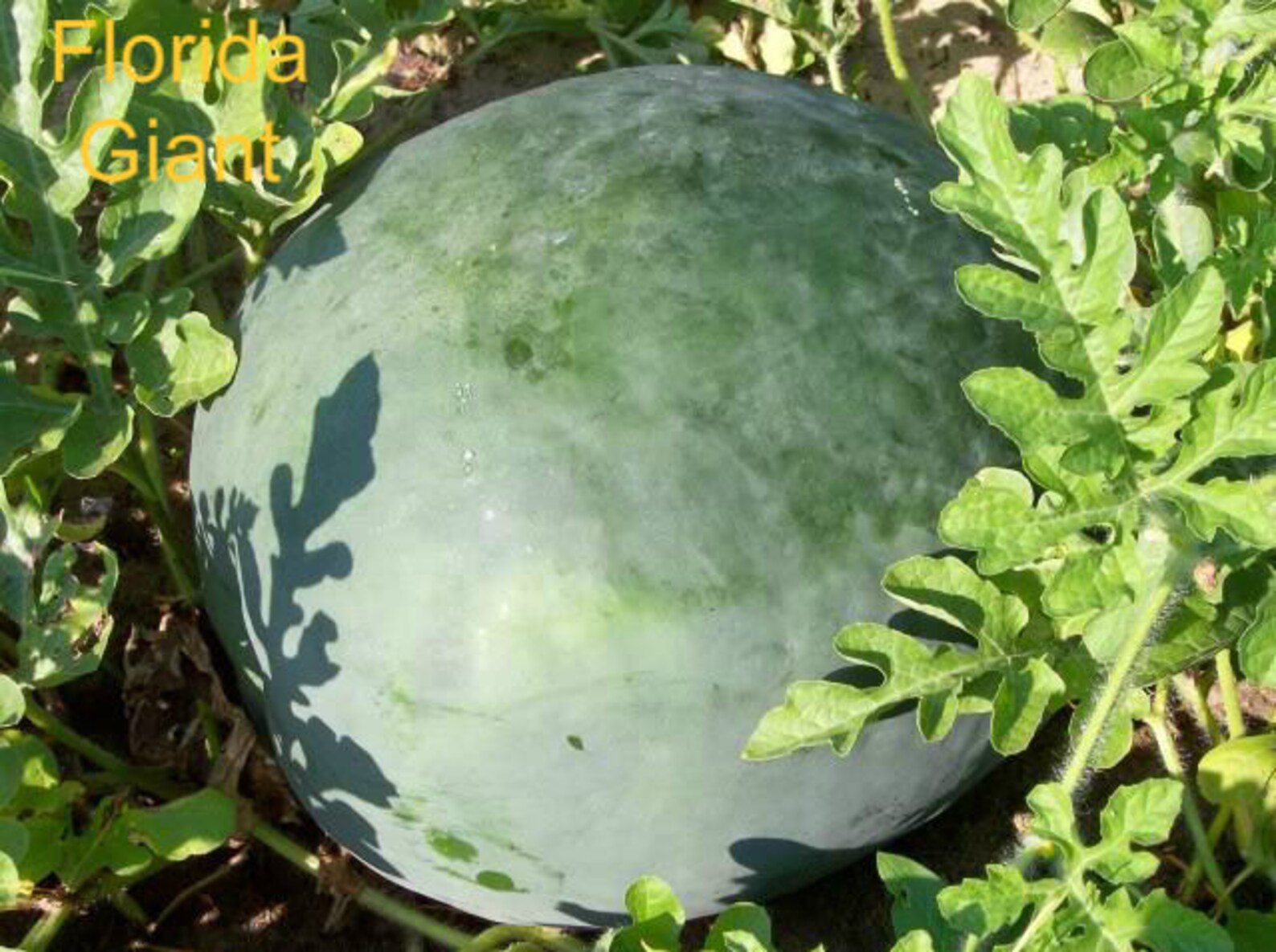 50 FLORIDA GIANT WATERMELON Cannon Ball Black Diamond - Etsy