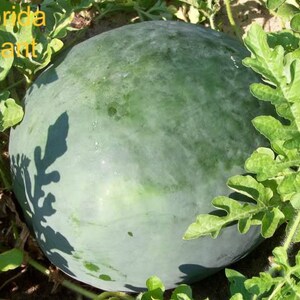 50 FLORIDA GIANT WATERMELON Cannon Ball Black Diamond Citrullus Fruit ...