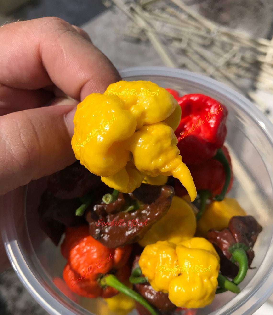 10 Yellow CAROLINA REAPER PEPPER World's Hottest Capsicum - Etsy