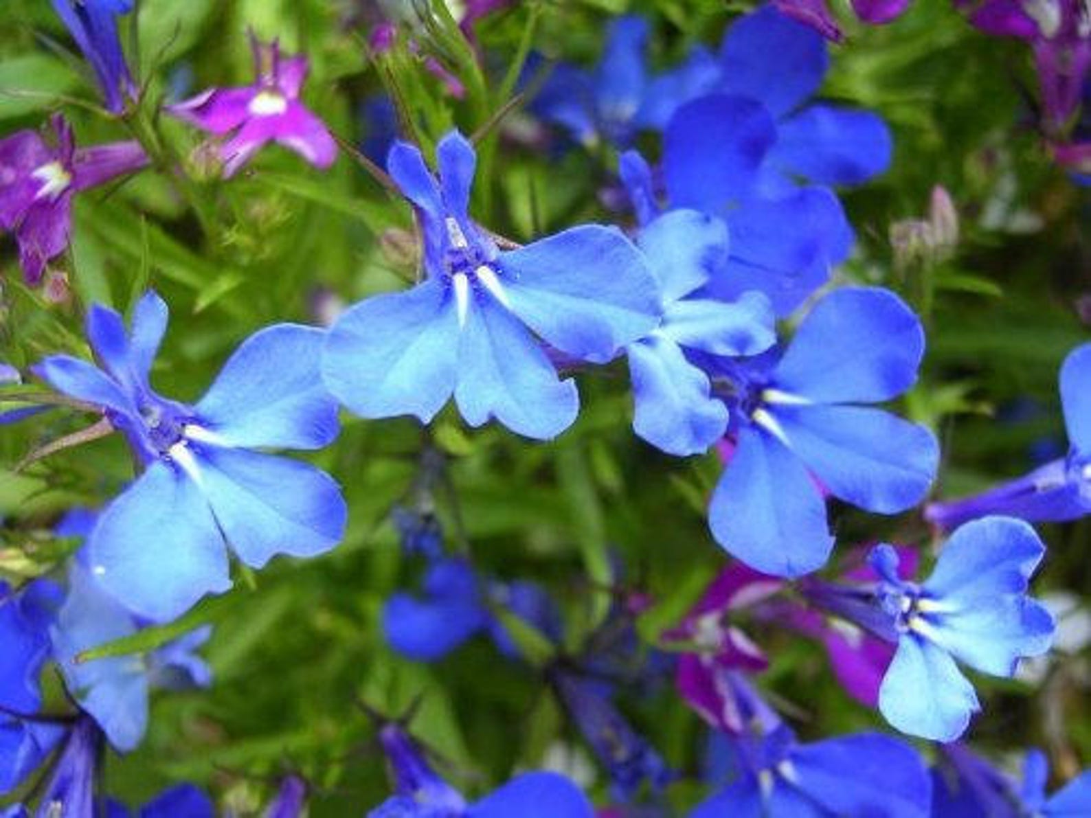 200 BLUE SPLASH LOBELIA Regatta Blue & White Erinus Flower - Etsy