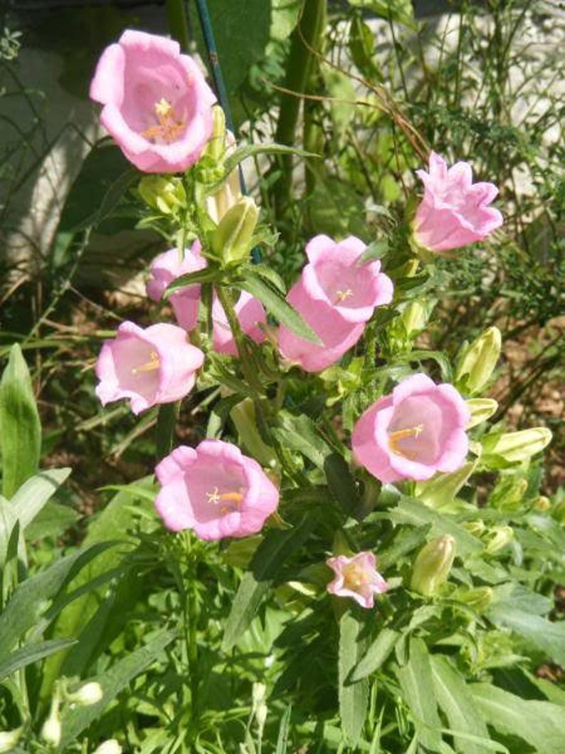 200 Rose Pink CANTERBURY BELLS CAMPANULA Medium Flower Seeds - Etsy