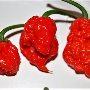 10 Red CAROLINA REAPER PEPPER World's Hottest Capsicum | Etsy