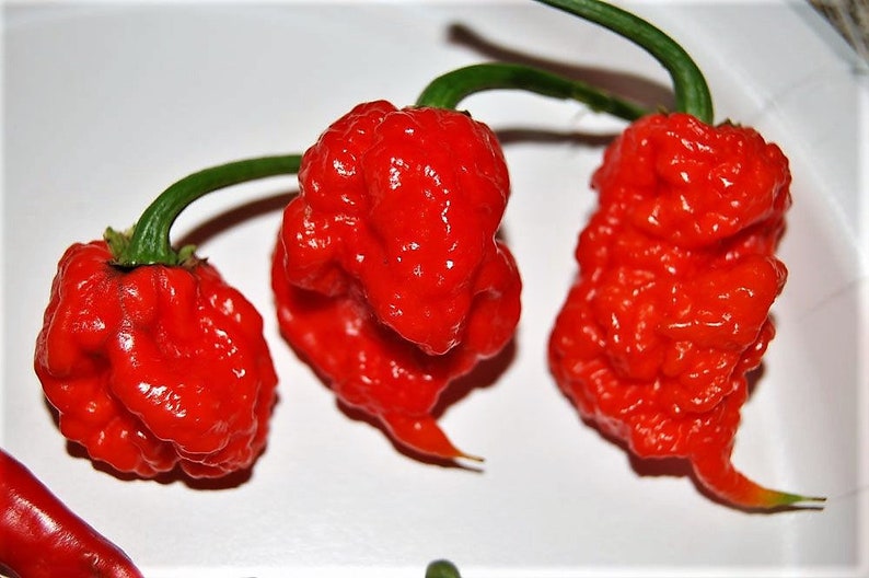 10 Red CAROLINA REAPER PEPPER World's Hottest Capsicum | Etsy