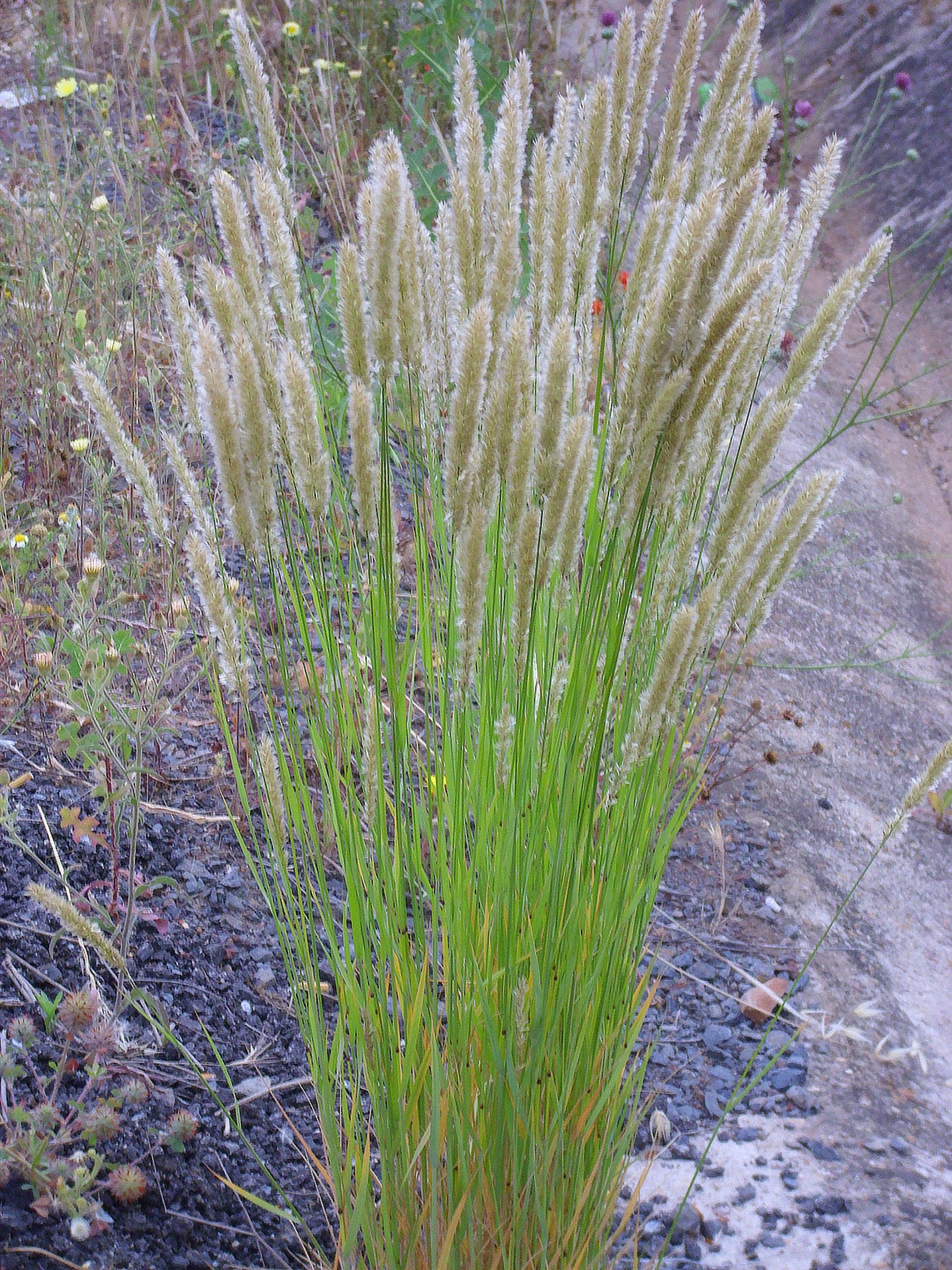 20 RED Spire MELIC GRASS Purple Melica Transsilvanica Flower Seeds - Etsy