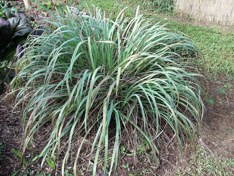 100 LEMONGRASS East Indian Lemon Grass Fragrant Ornamental | Etsy