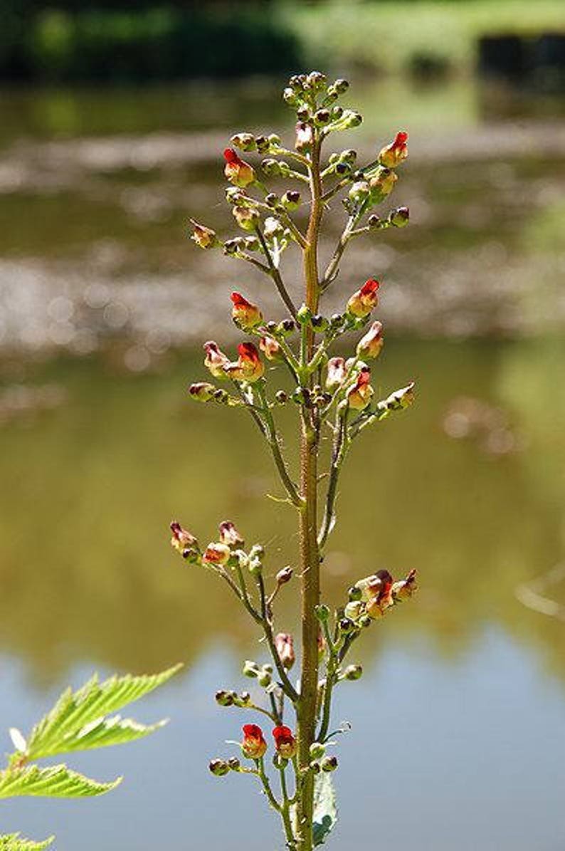 1000 EASTERN FIGWORT late Figwort / Carpenters Square - Etsy