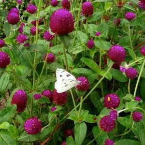 50 GLOBE AMARANTH MIX Gomphrena Globosa Mixed Colors Amaranthus Flower ...
