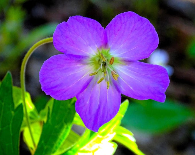 GERANIUM COLORAMA F2 MIX 10 Seeds Pelargonium Zonale Early Flowering ...