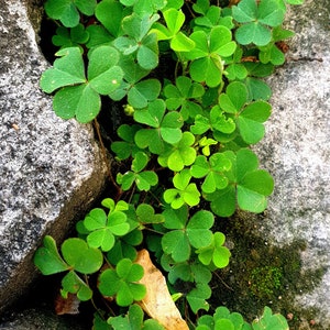 2000 MICROCLOVER Dwarf Miniature Trifolium Repens White Flower Clover ...
