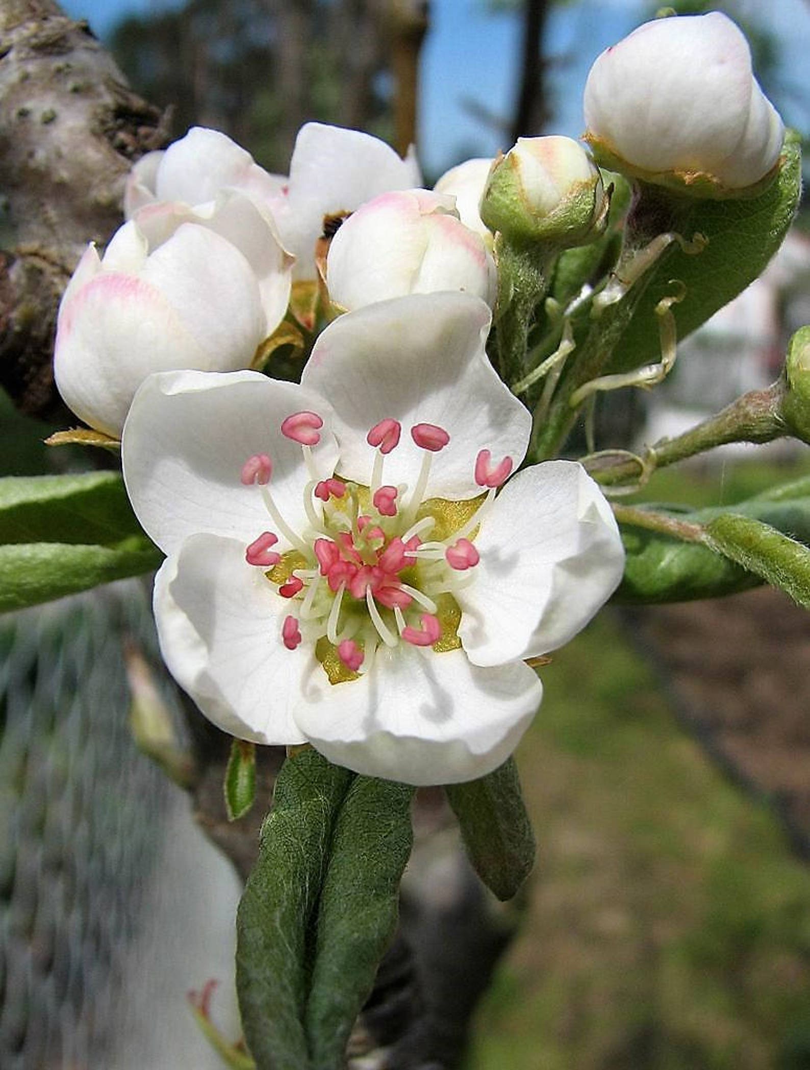 25 EUROPEAN PEAR TREE Pyrus Communis Fruit Seeds White - Etsy