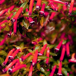 10 Red CIGAR PLANT Mexican Firecracker Cuphea Ignea Hummingbird Flower ...