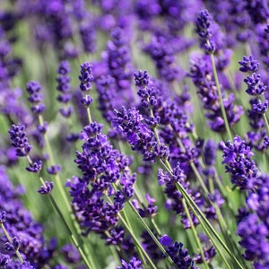 20 DWARF MUNSTEAD LAVENDER Blue English Lavandula Angustifolia Munstead Purple Fragrant Flower ...