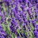 20 DWARF MUNSTEAD LAVENDER Blue English Lavandula Angustifolia - Etsy