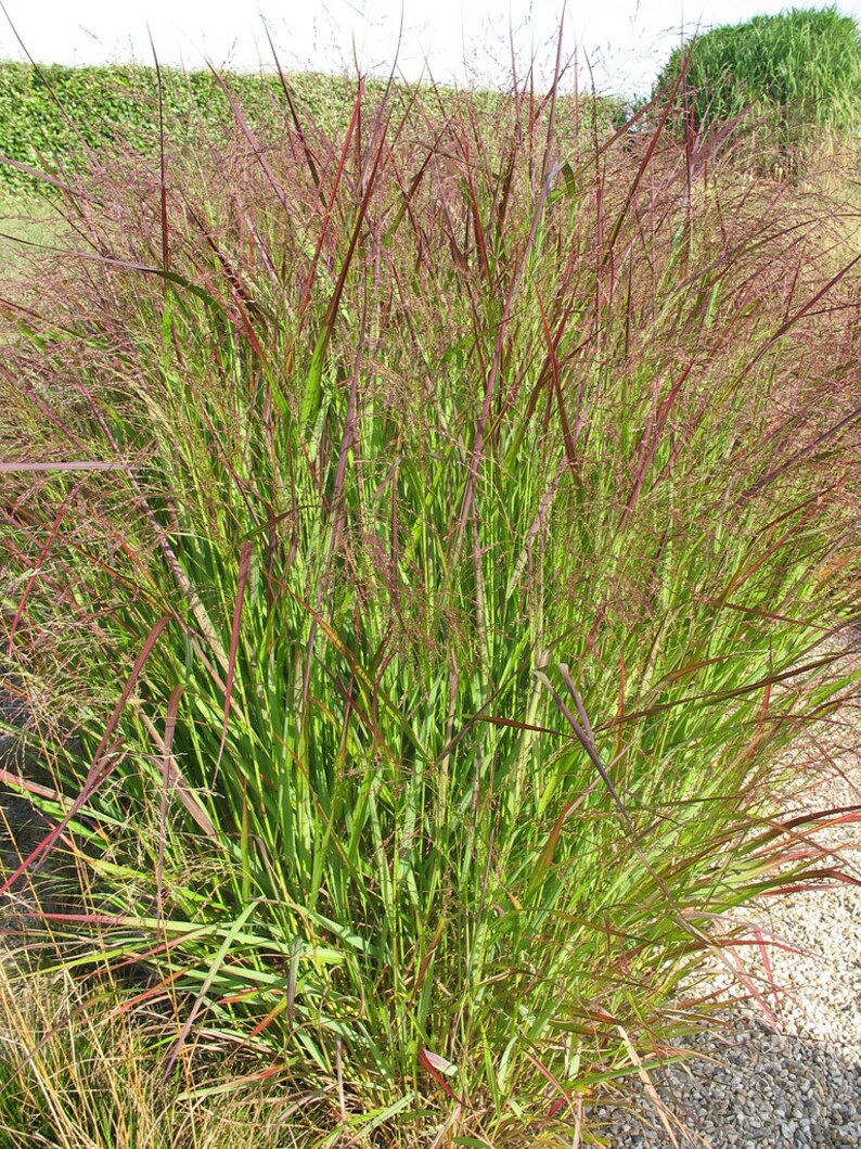 1000 Switchgrass Tall Panic Switch Grass Panicum Virgatum Red Etsy
