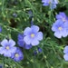 100 BLUE FLAX prairie Flax / Lewis Blue Flax Linum Perenne Lewisii ...