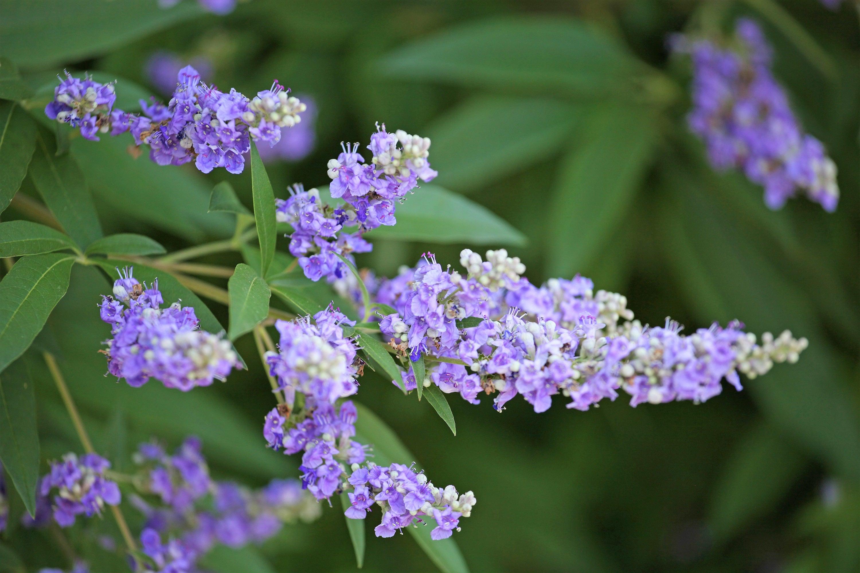 25 CHASTE BERRY TREE Vitex Agnus Castus Monk's Pepper Purple Fragrant ...