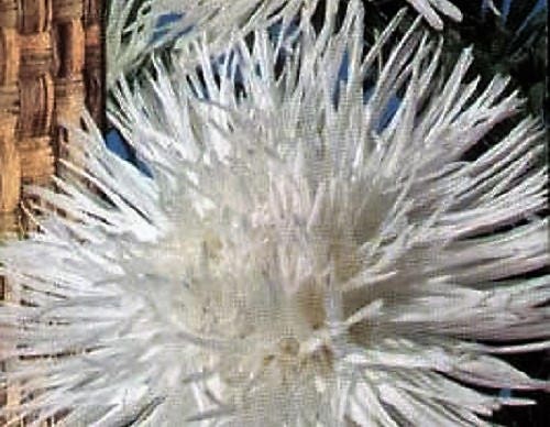 30 WHITE NEEDLE ASTER Callistephus Unicom Flower Seeds flat | Etsy